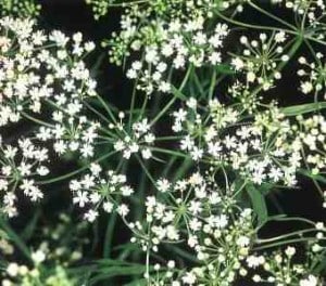 Anis vert - mes-plantes-medicinales.fr